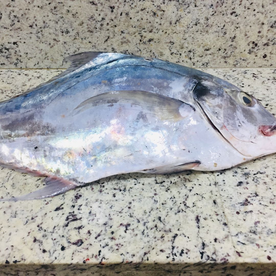 ️ Comprar Palometa (Ver descripción) Online en Margarita